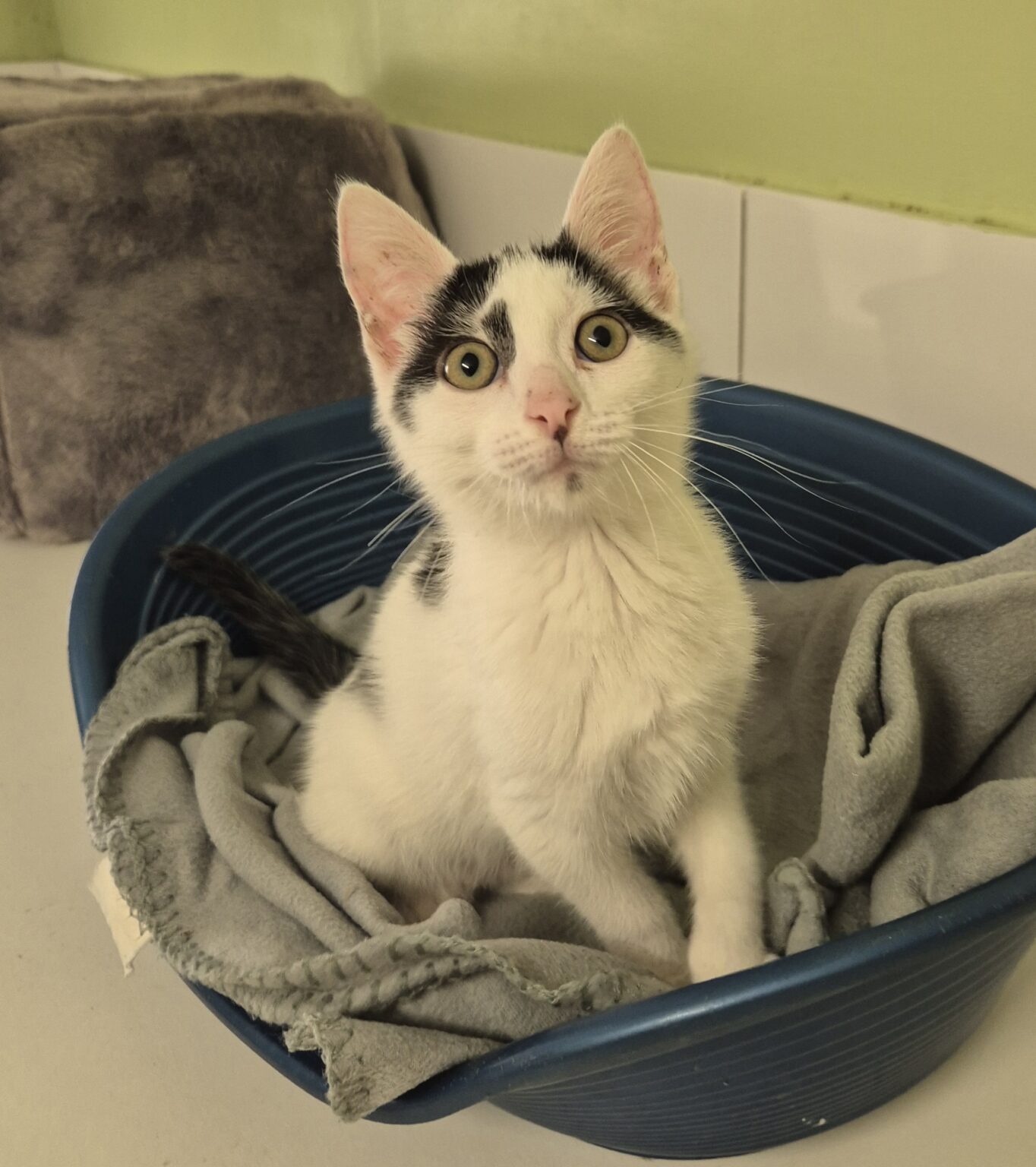 Adoption - Spa 65 - Azereix